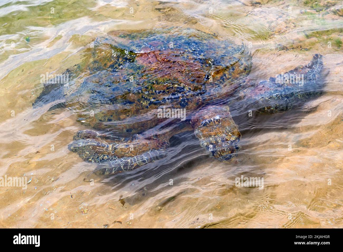 Sri lanka green sea turtle hi-res stock photography and images - Alamy