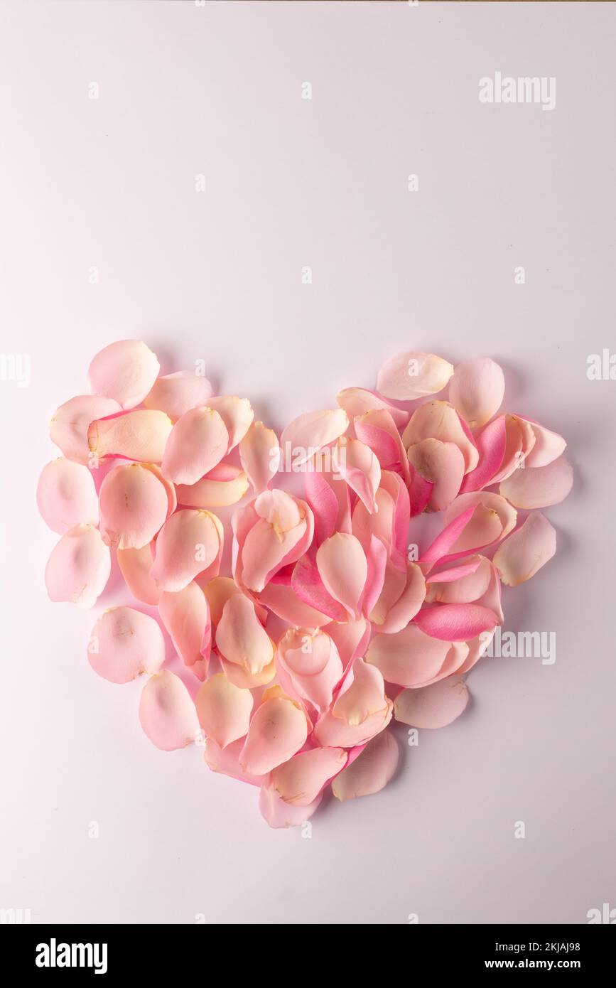 Vertical overhead image of pink rose petals in heart shape on white ...