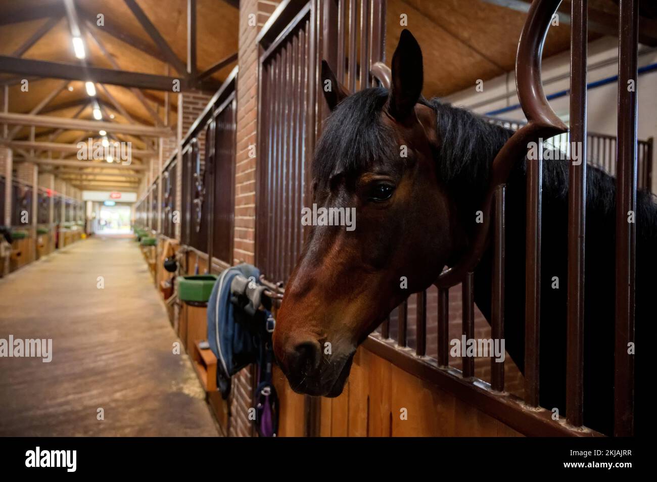 Beautiful horse portrait in warm light in stable Stock Photo - Alamy