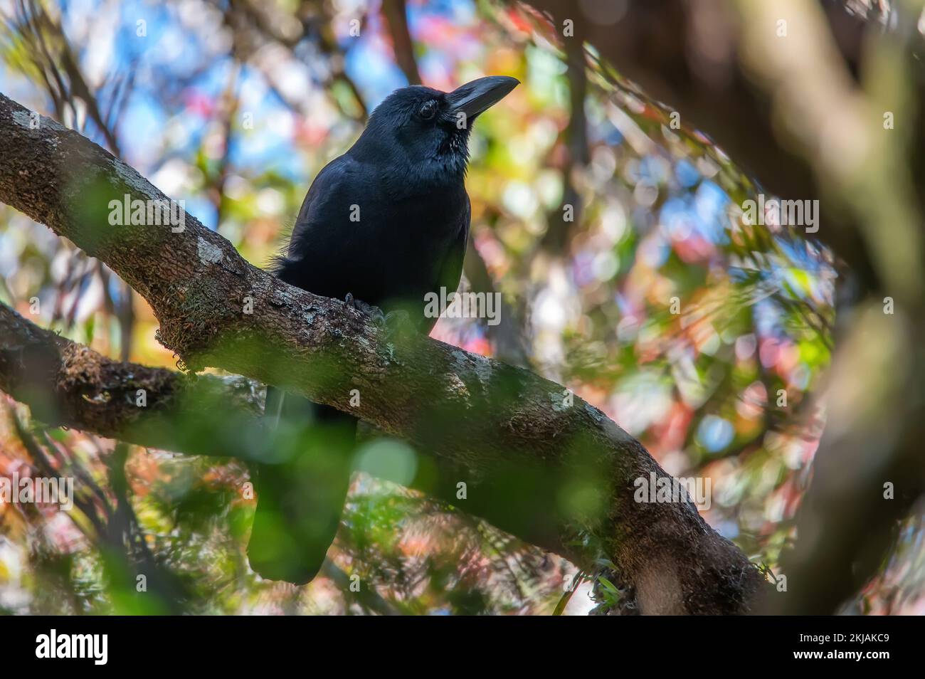 Large-billed Crow or Corvus macrorhynchos perches on a tree Stock Photo ...