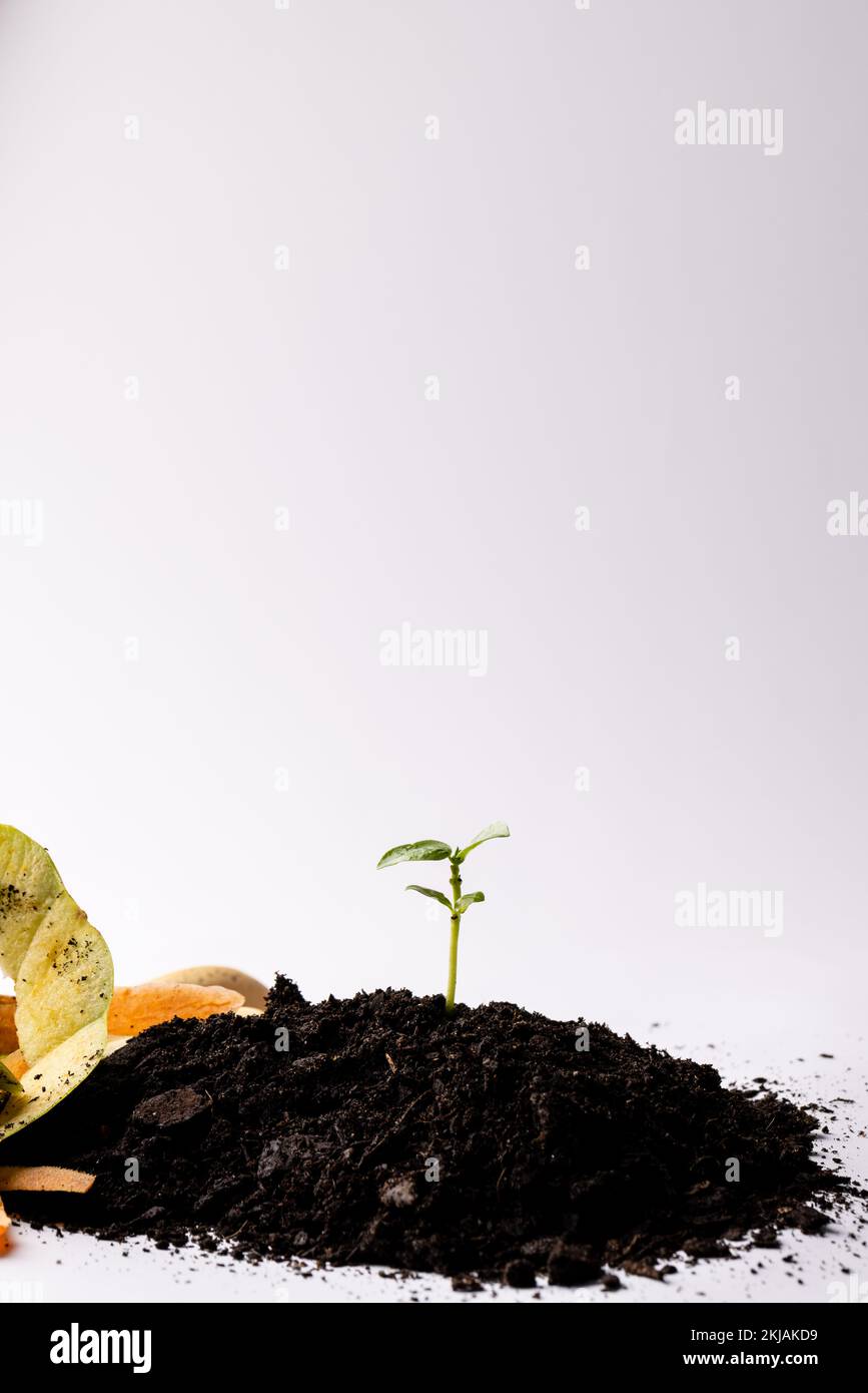 Vertical of organic vegetable waste for composting and seedling in dark ...