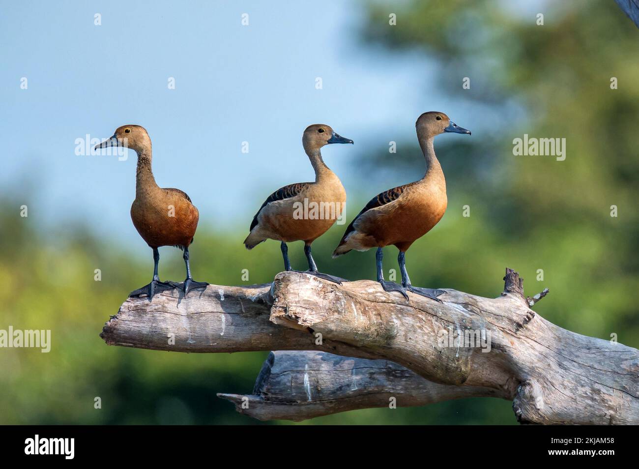 Lesser whistling-duck or Dendrocygna javanica perches on a tree Stock ...