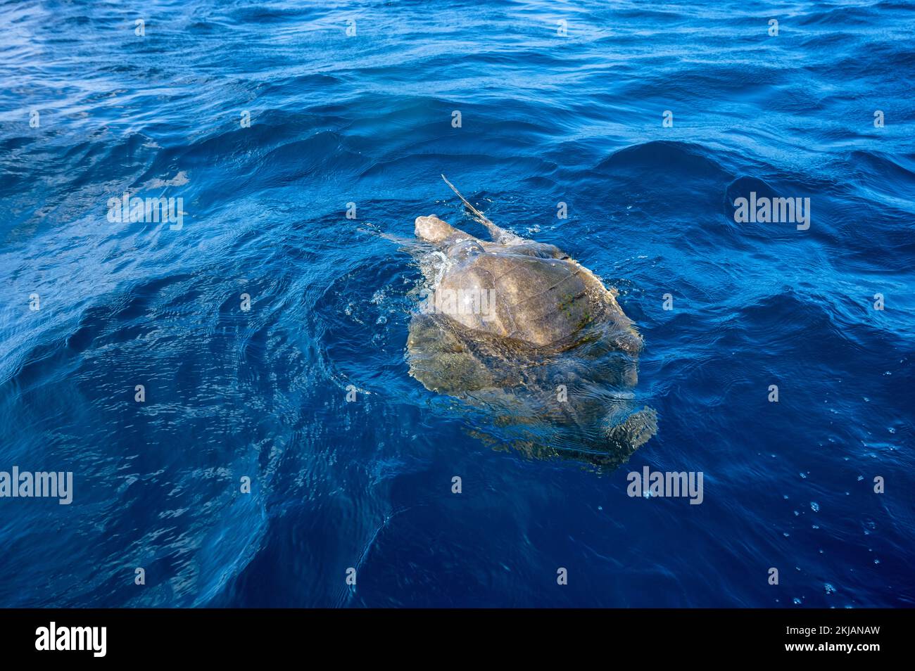 Olive ridley sea turtles or Lepidochelys olivacea performs mating ...