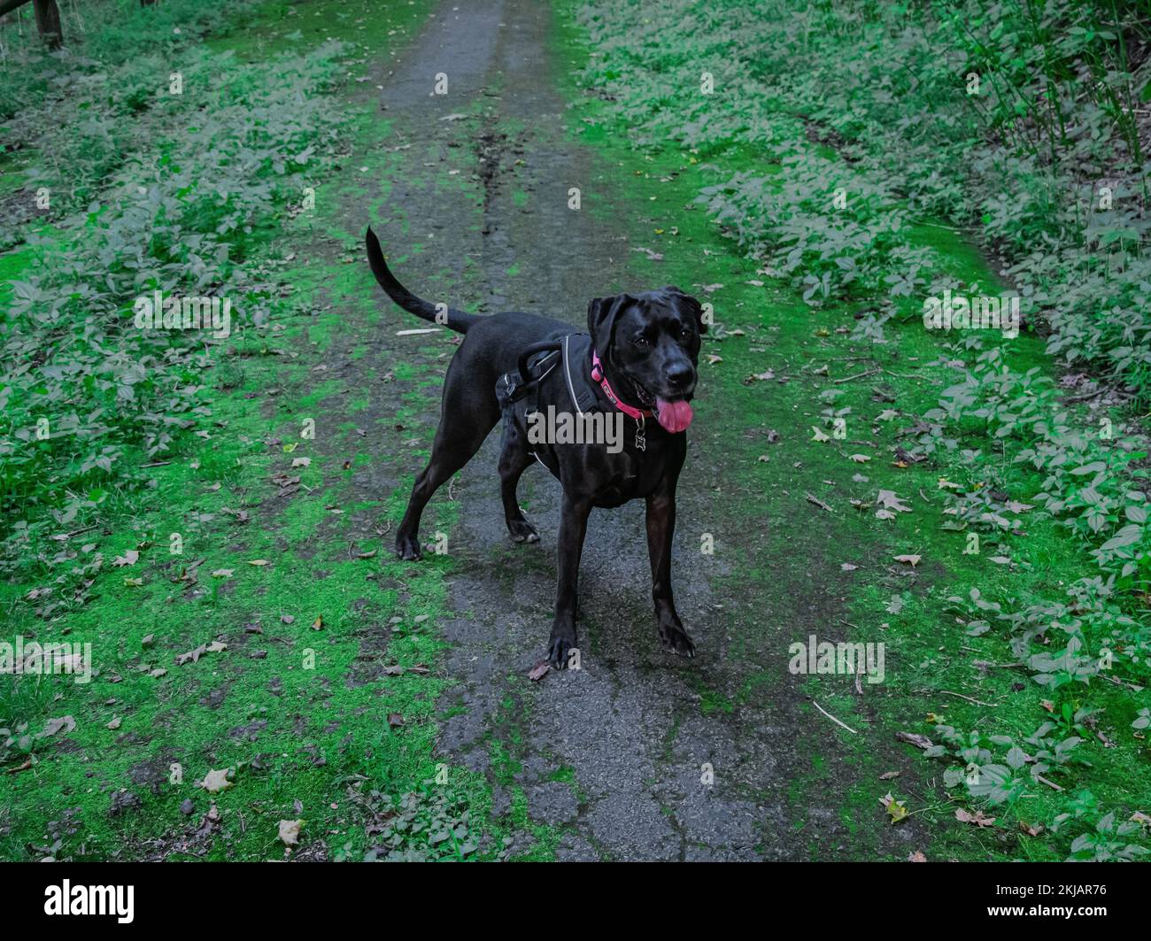A black dog in the Braddocks Trail Park Stock Photo - Alamy