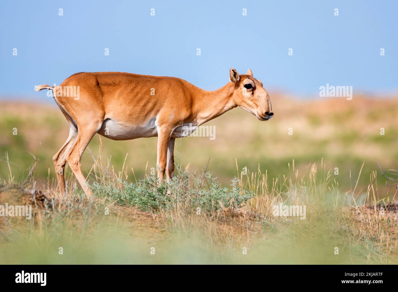 Saiga tatarica young hi-res stock photography and images - Alamy