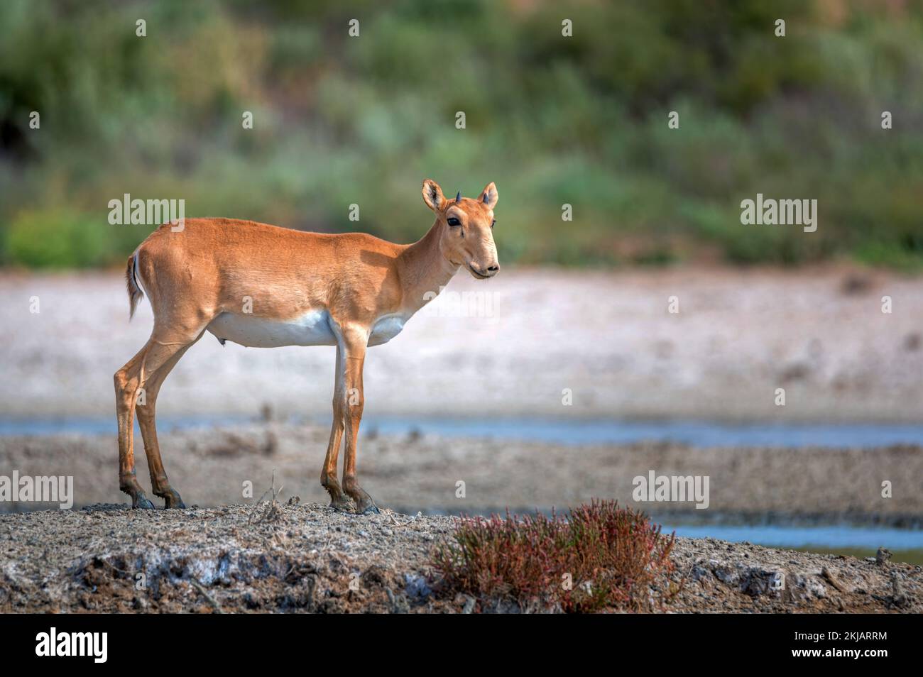 Young saiga antelope or Saiga tatarica walks in steppe Stock Photo - Alamy