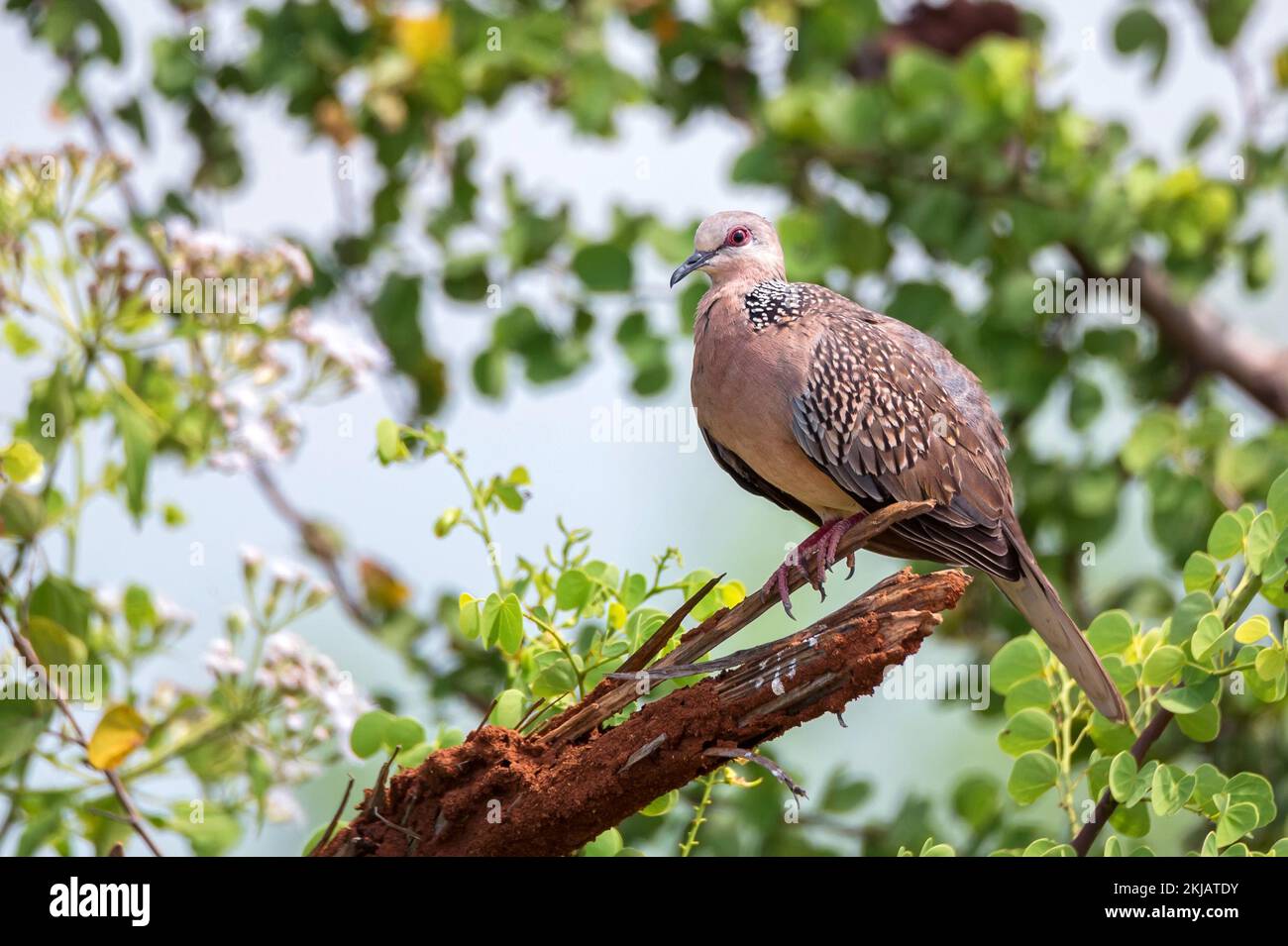 Spotted Dove or Spilopelia Chinensis in Wilpattu National park Stock ...