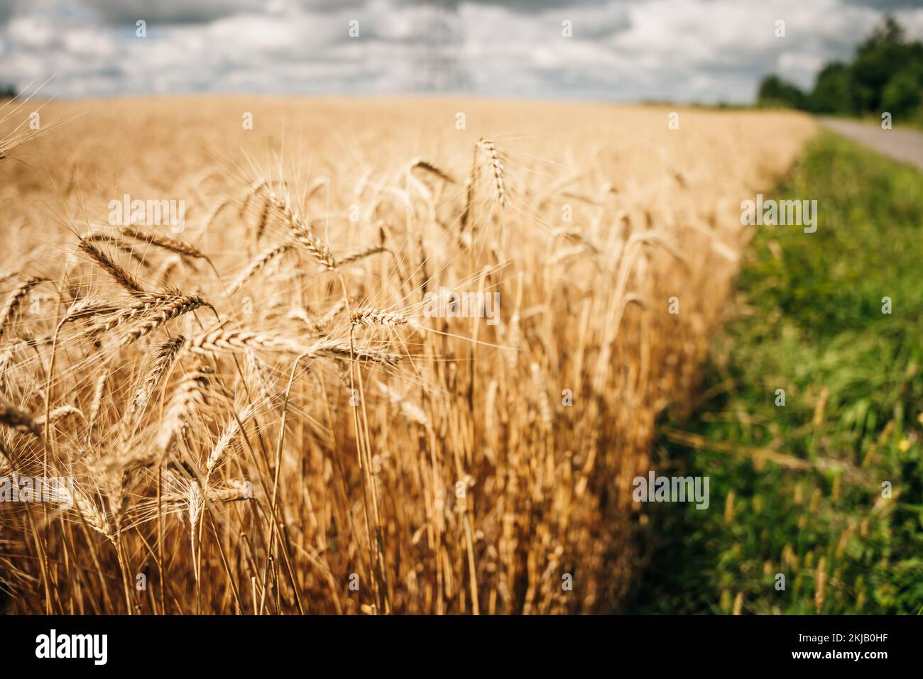 Wheat field. Ears of golden wheat close up. Beautiful Rural Scenery ...