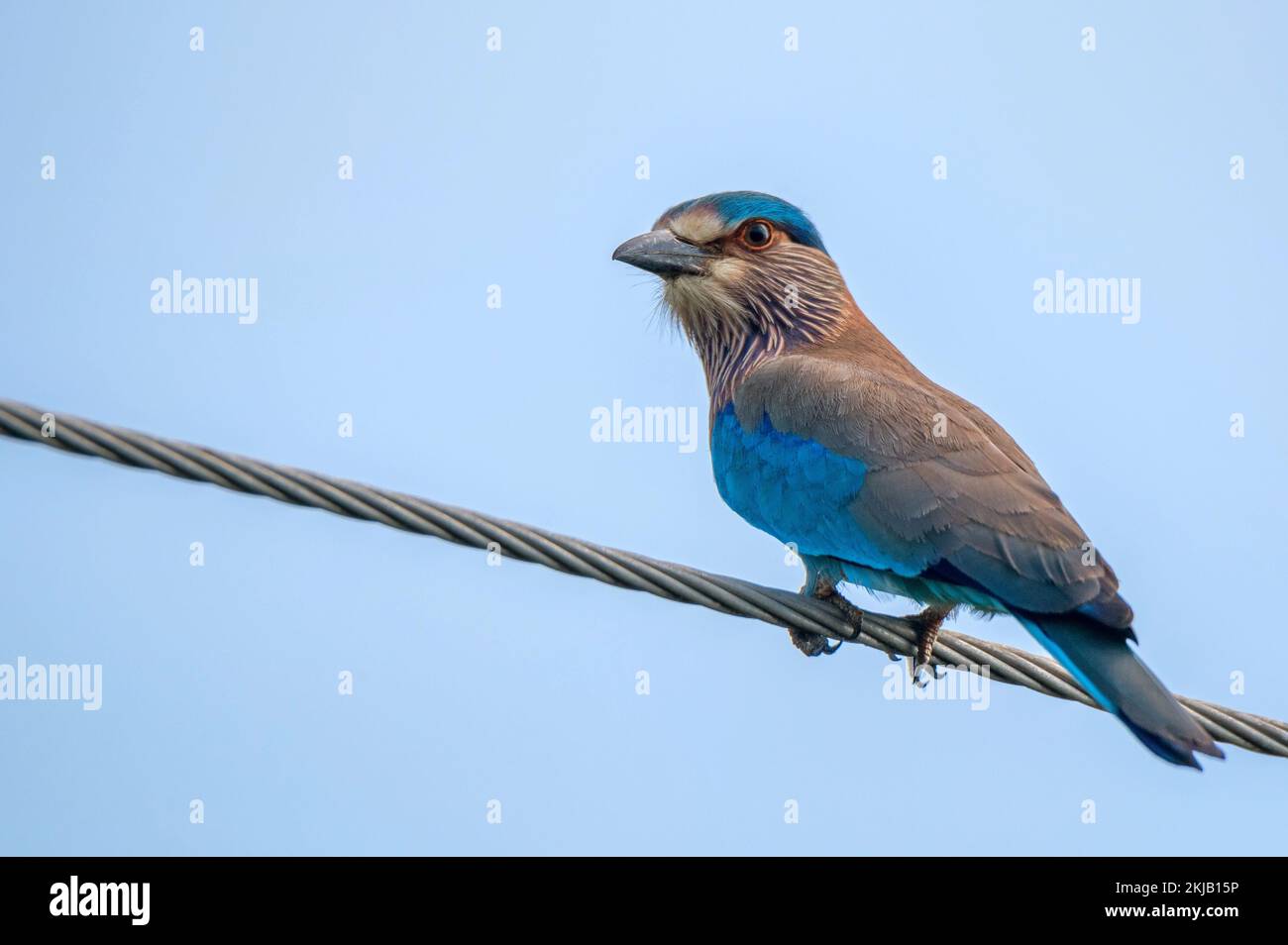 Indian roller in flight hi-res stock photography and images - Alamy
