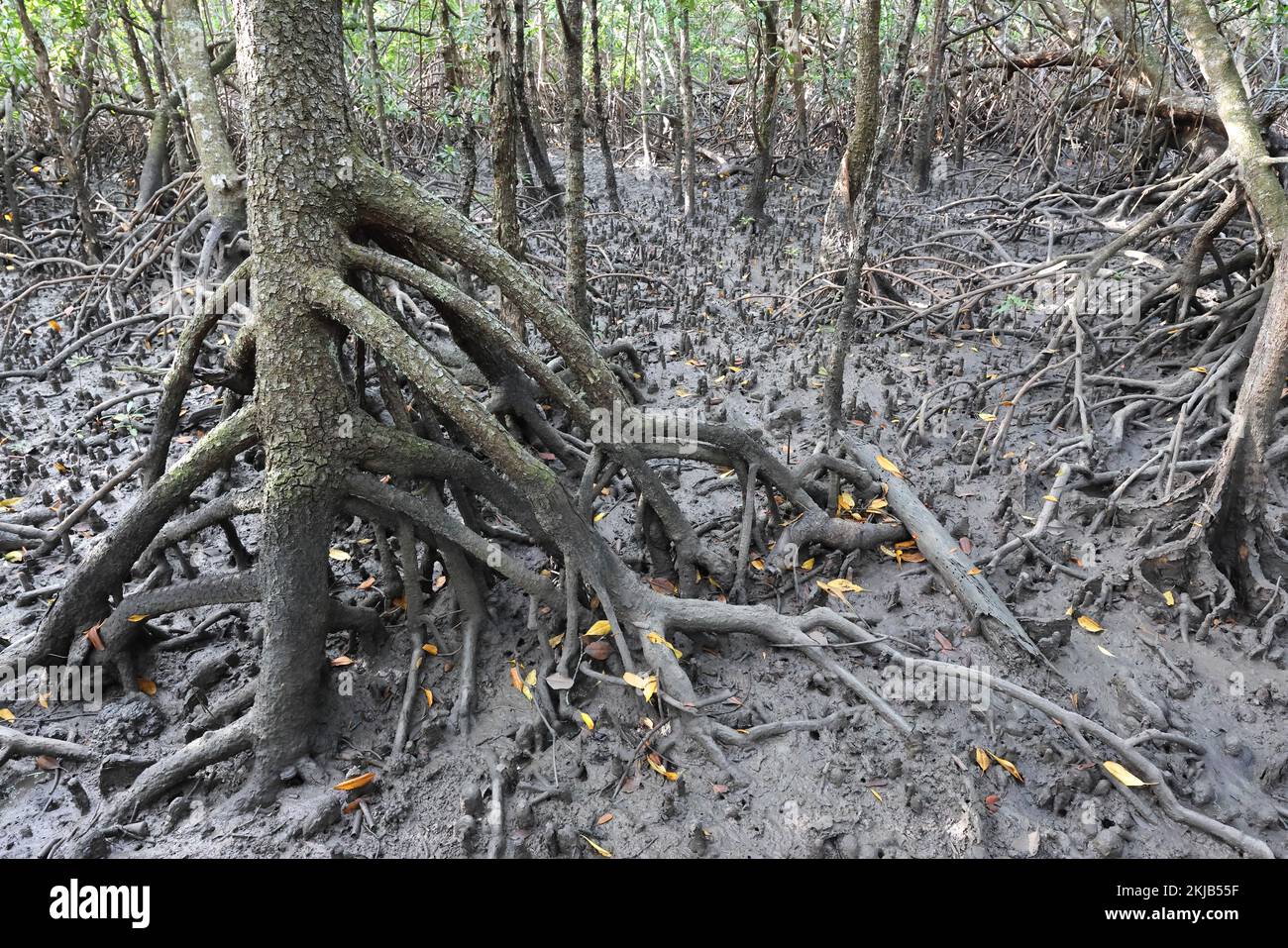 Mangrove tree roots hi-res stock photography and images - Alamy