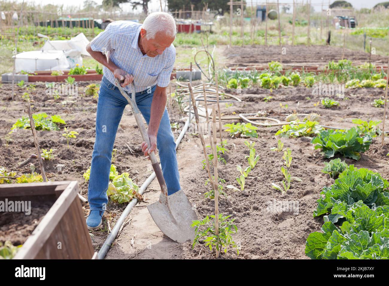 Senior man growing cabbage at farm Stock Photo - Alamy