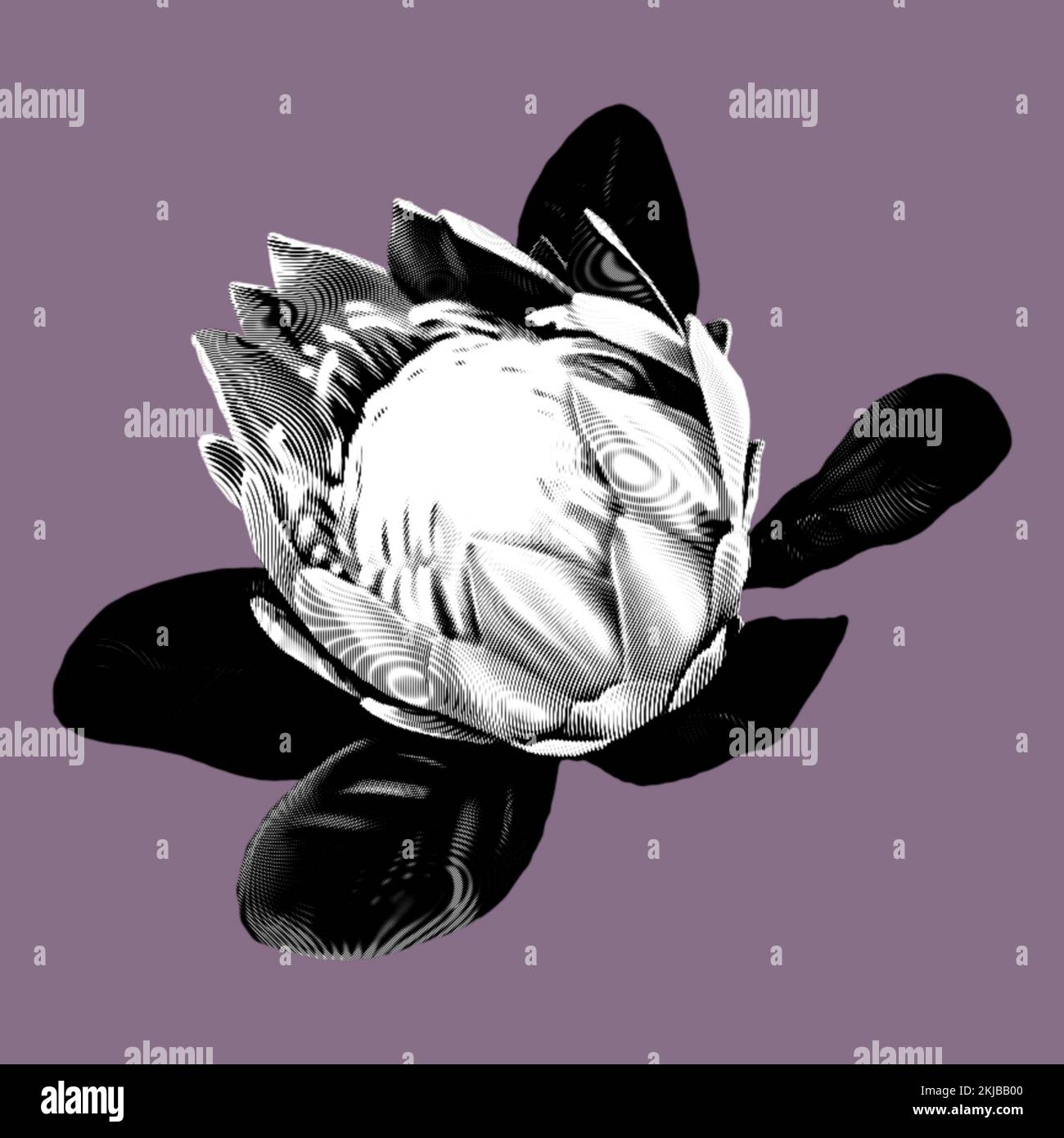 Protea. graphic Proteus. A flower is realistic on a onk. graphic ...