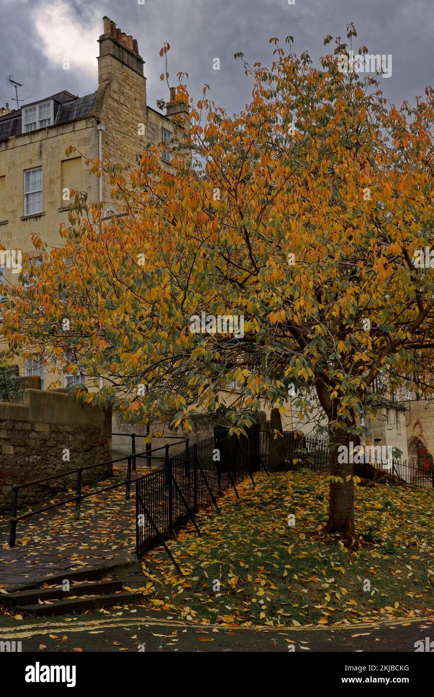 Museum of sydney trees hi-res stock photography and images - Alamy