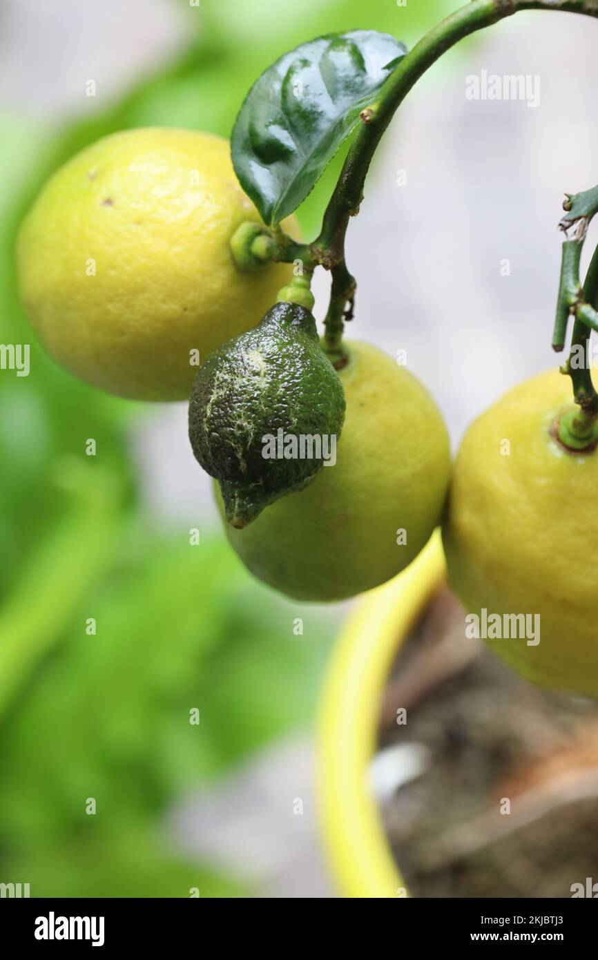 Lemon plant with a green one Stock Photo - Alamy