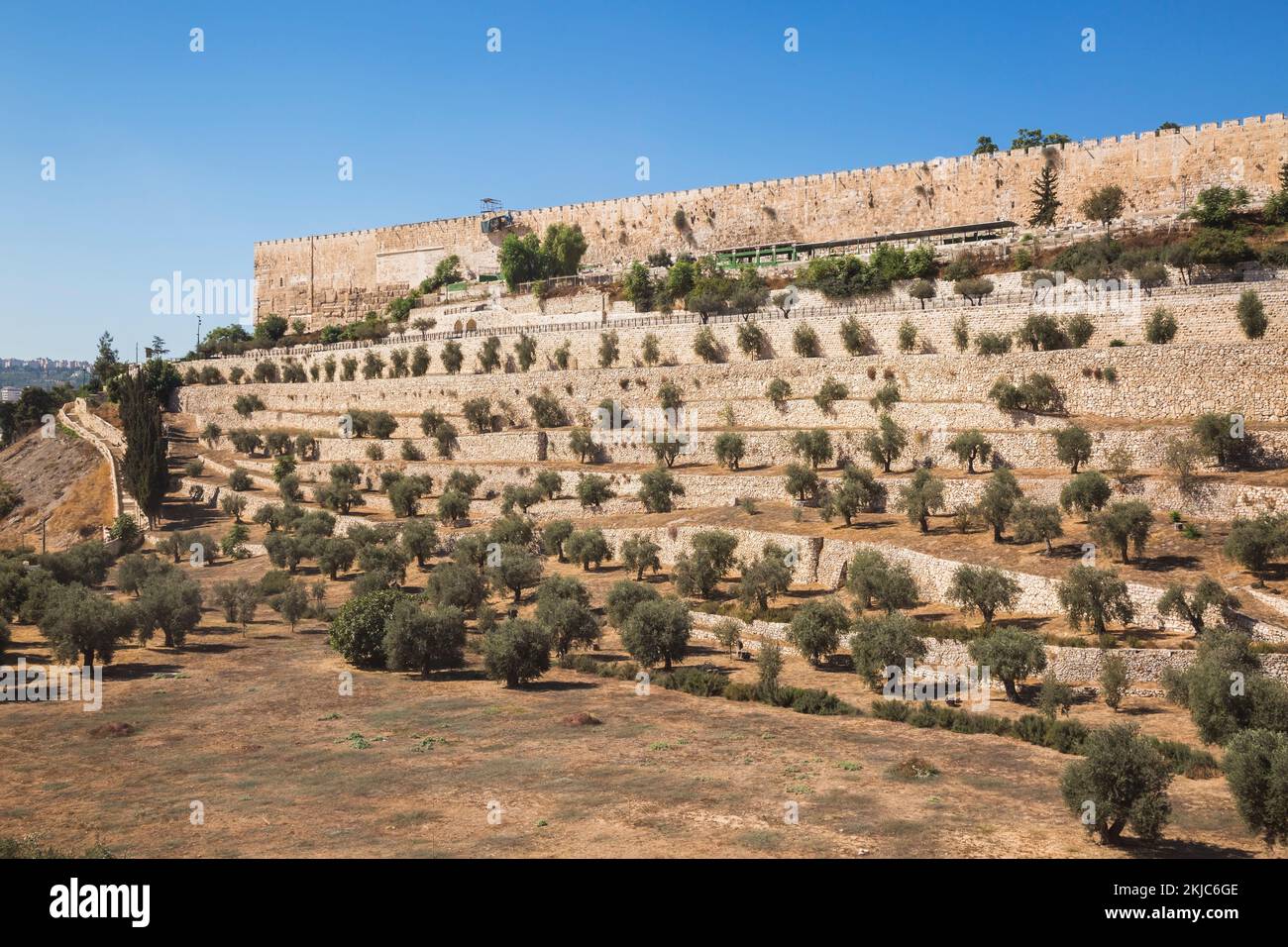 Cemetery with olive trees and fortified stone wall of the Old City of ...
