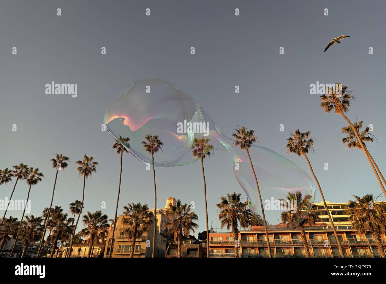 bubble blower of soap fly in clear sky among palm trees in summer near ...