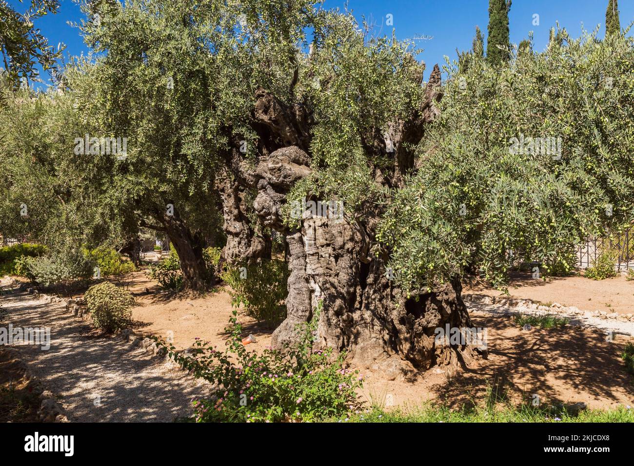 Old Oliva - Olive trees in garden of Gethsemane on the grounds of the ...
