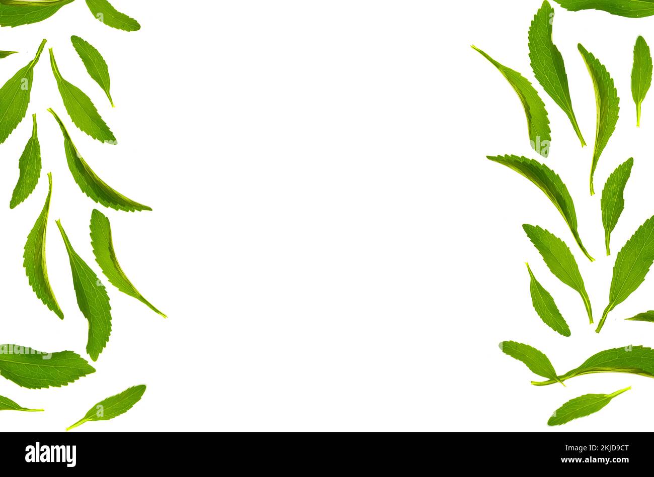 Stevia frame of stevia leaves isolated on white background.Sweetener ...