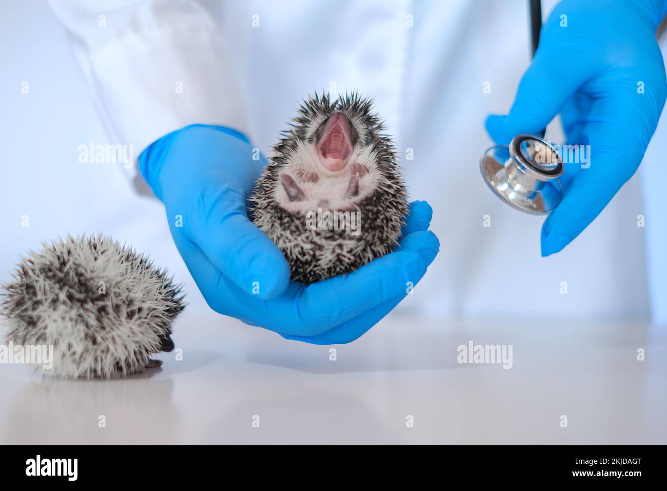 Two small hedgehogs in the hands of a veterinarian in blue gloves ...