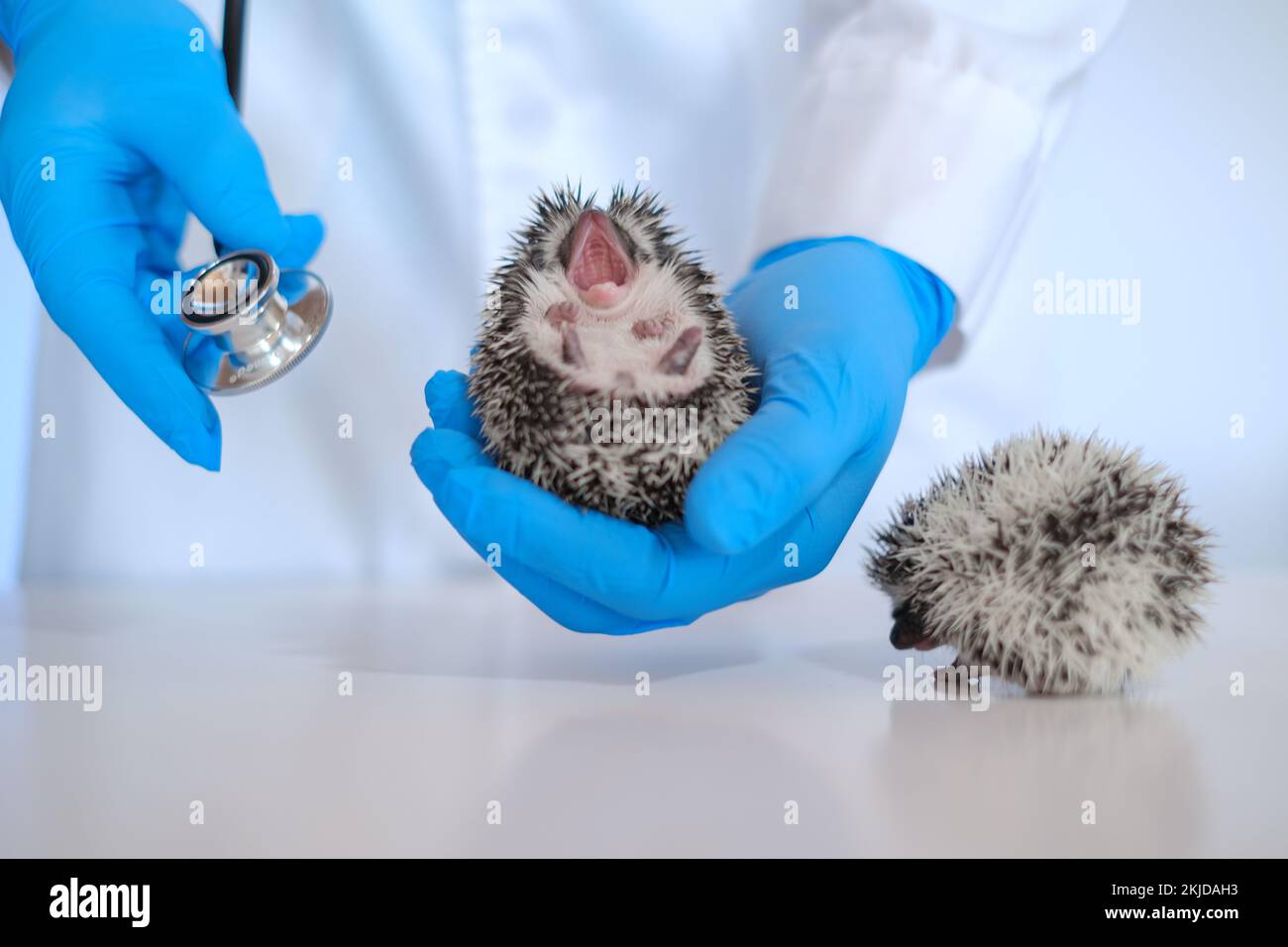Examining Baby hedgehog with a veterinarian. hedgehog health.prickly ...