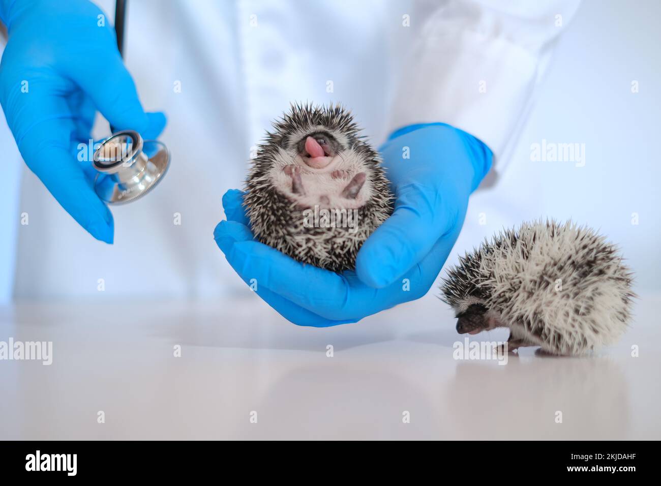 hedgehog.prickly pets in the hands of a veterinarian in blue gloves ...