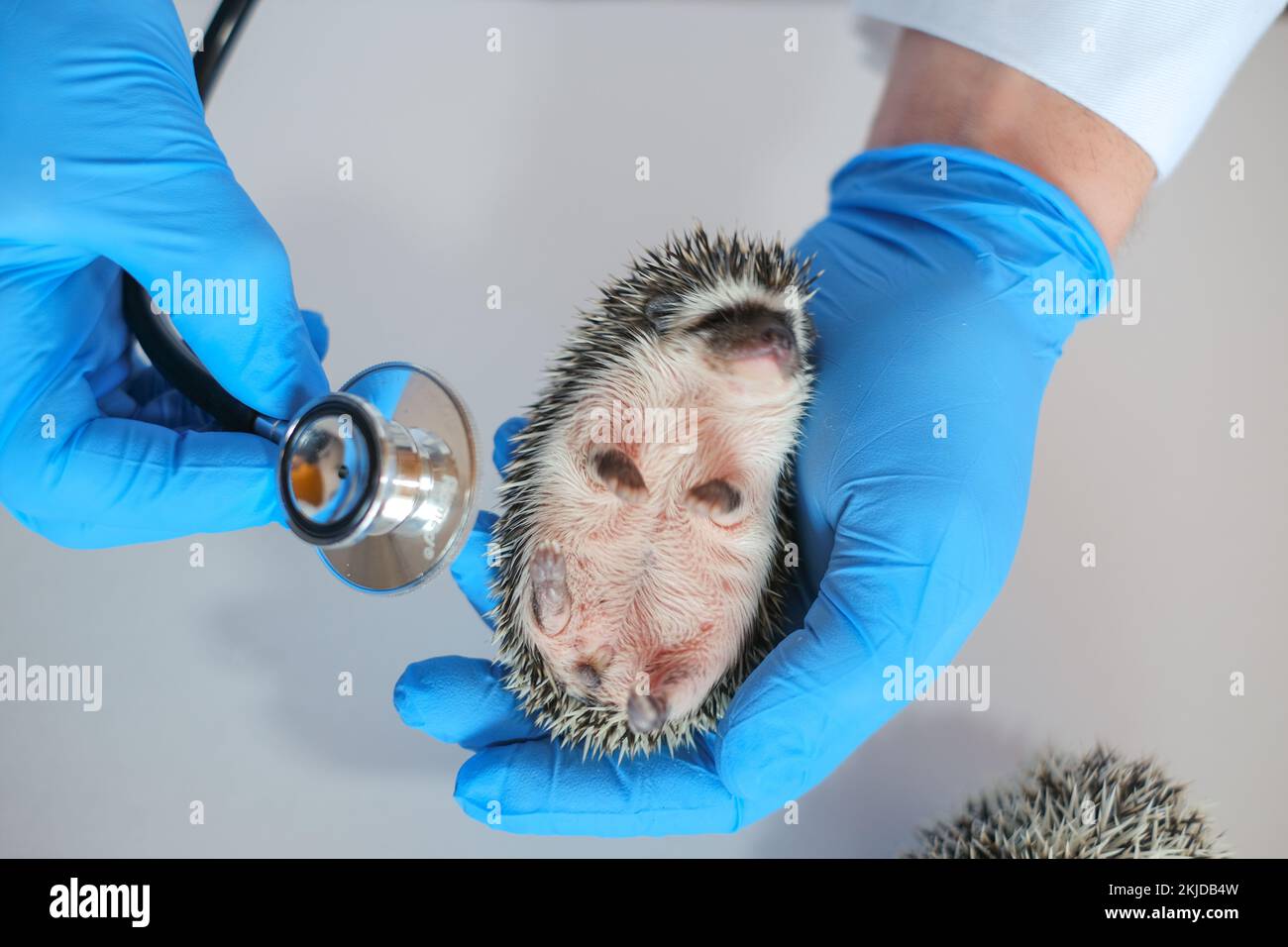 hedgehog pet in the hands of a veterinarian in blue gloves.Medicine for ...