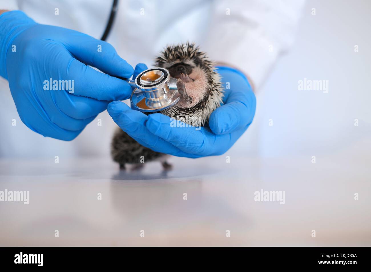 hedgehog health. pets in the hands of a veterinarian in blue gloves ...