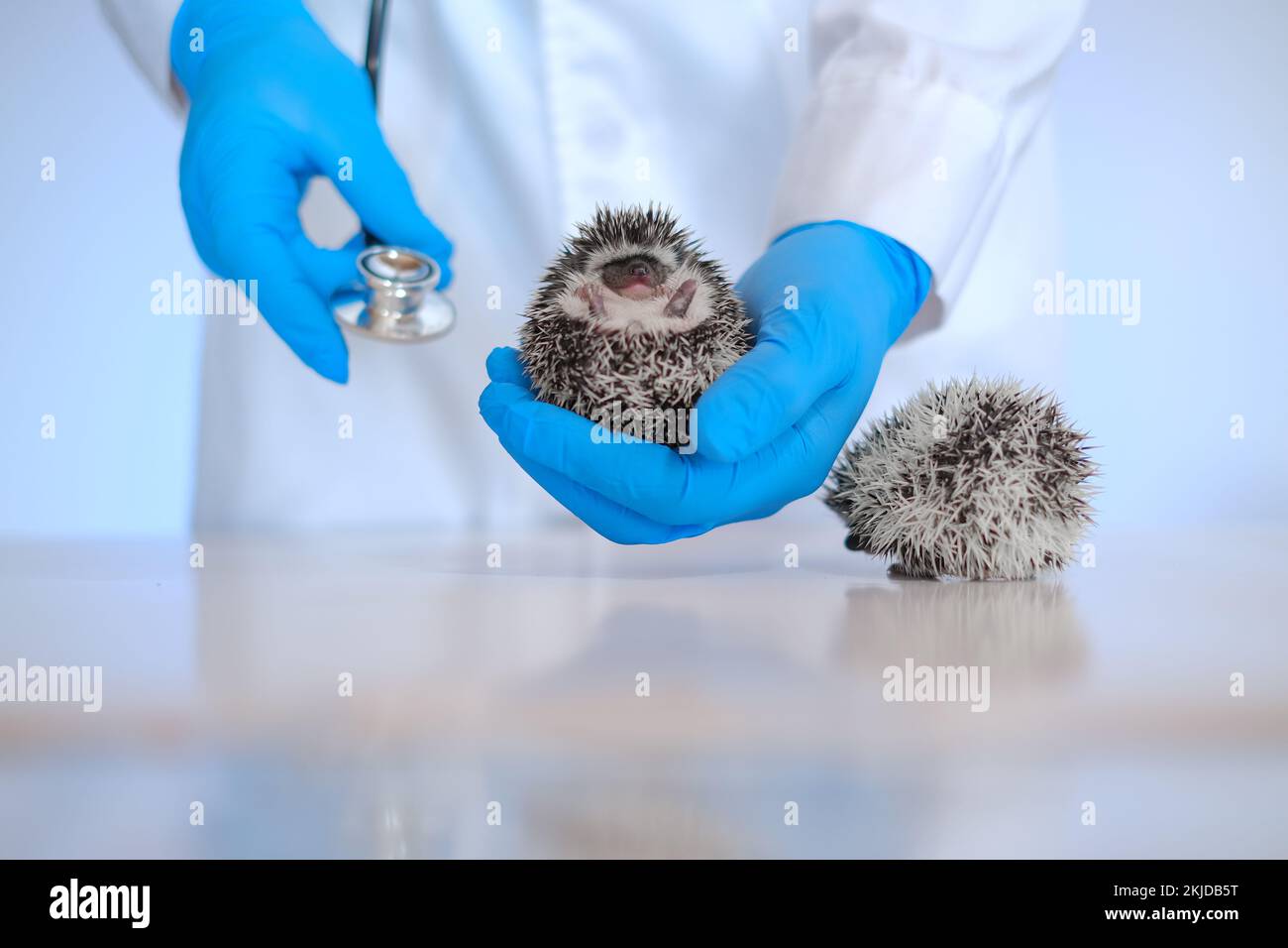 small hedgehogs in the hands of a veterinarian in blue gloves .hedgehog ...