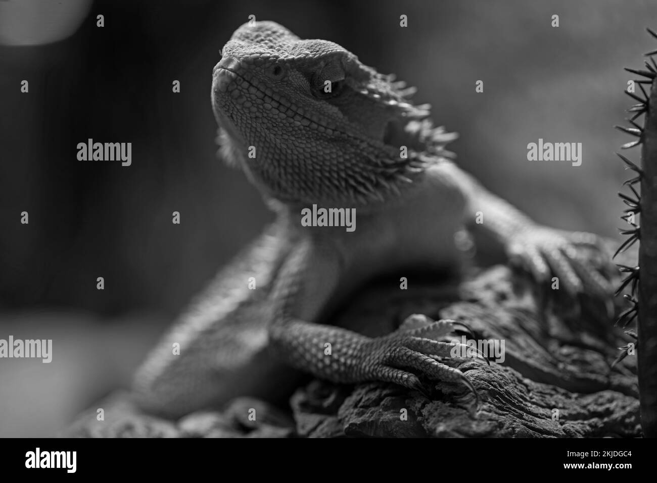 Bearded dragon on blurred background. Iguana rests on wooden branch ...