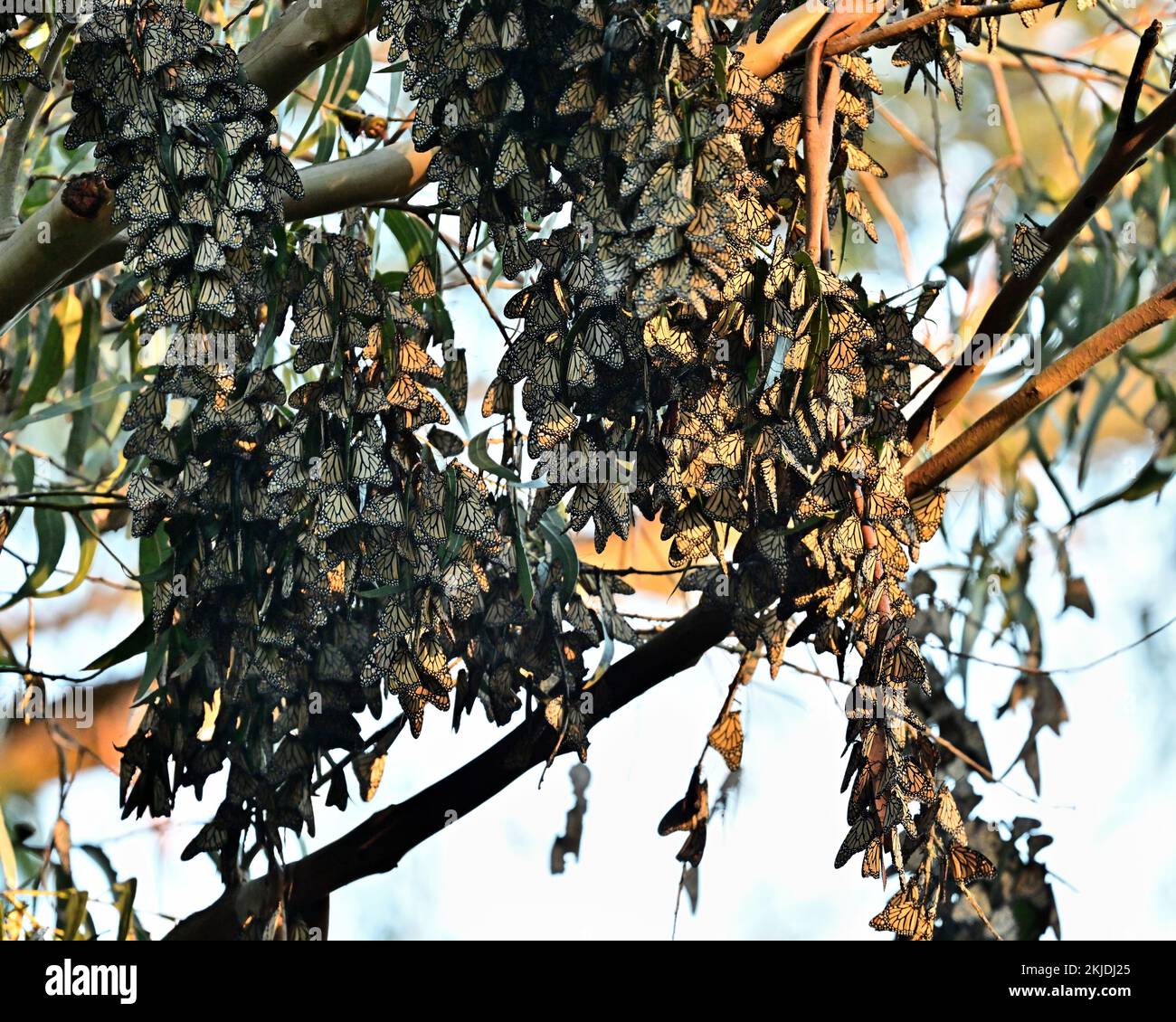 Monarch Butterfly Cluster - Natural Bridge State Park, Santa Cruz Stock ...