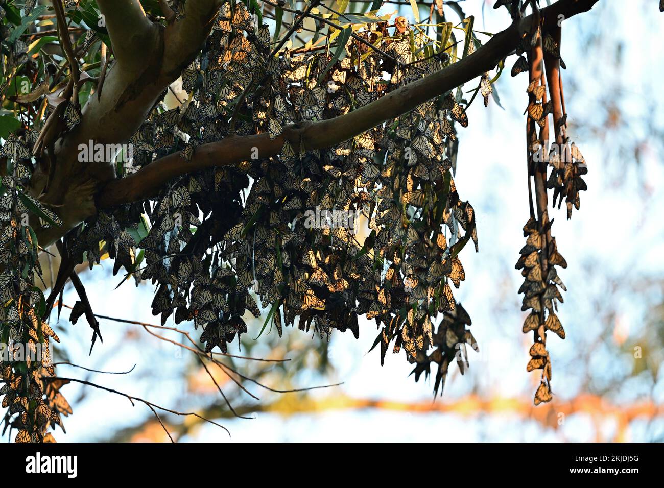 Monarch Butterfly Cluster - Natural Bridge State Park, Santa Cruz Stock ...