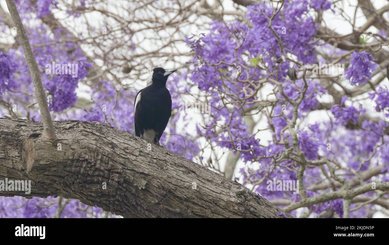Jacaranda festival australia hi-res stock photography and images - Alamy