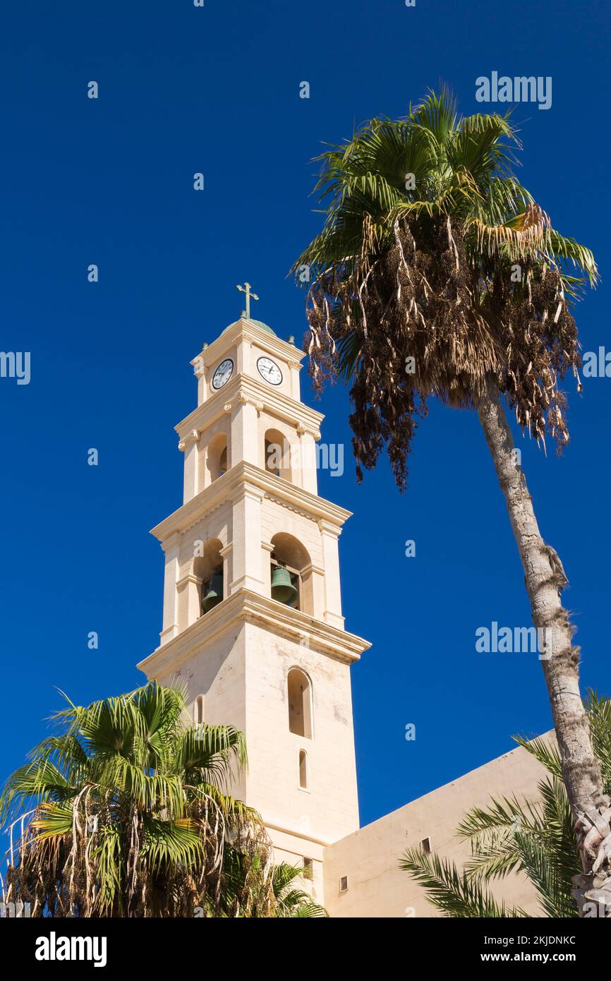 St-Peter's Church bell tower framed through Phoenix dactylifera - Date ...