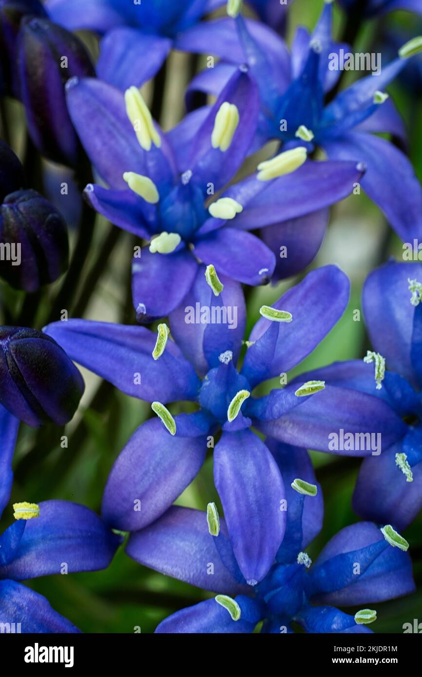Portuguese squill (Scilla peruviana). Asparagaceae, Ornamental bulbous ...