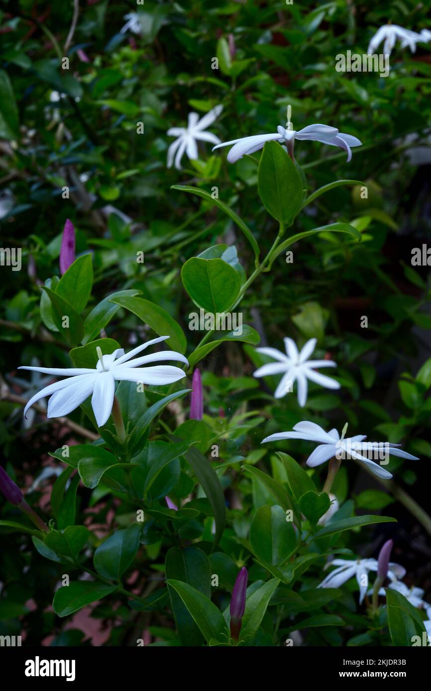 Starry wild jasmine (Jasminum multipartitum), Oleaceae. Evergreen ...