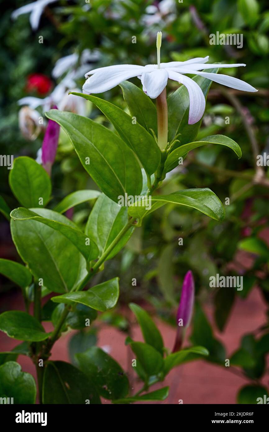 Starry wild jasmine (Jasminum multipartitum), Oleaceae. Evergreen ...
