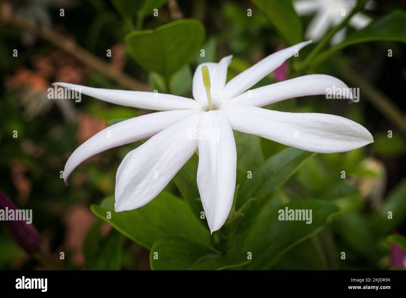 Starry wild jasmine (Jasminum multipartitum), Oleaceae. Evergreen ...