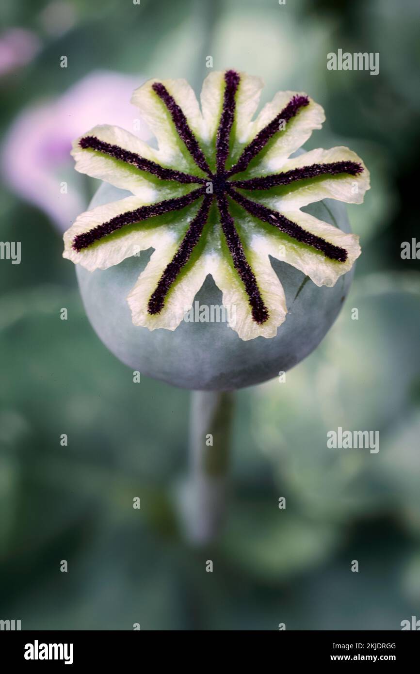 Opium poppy (Papaver sommniferum CV. Danebrog). Crown of the ovary ...