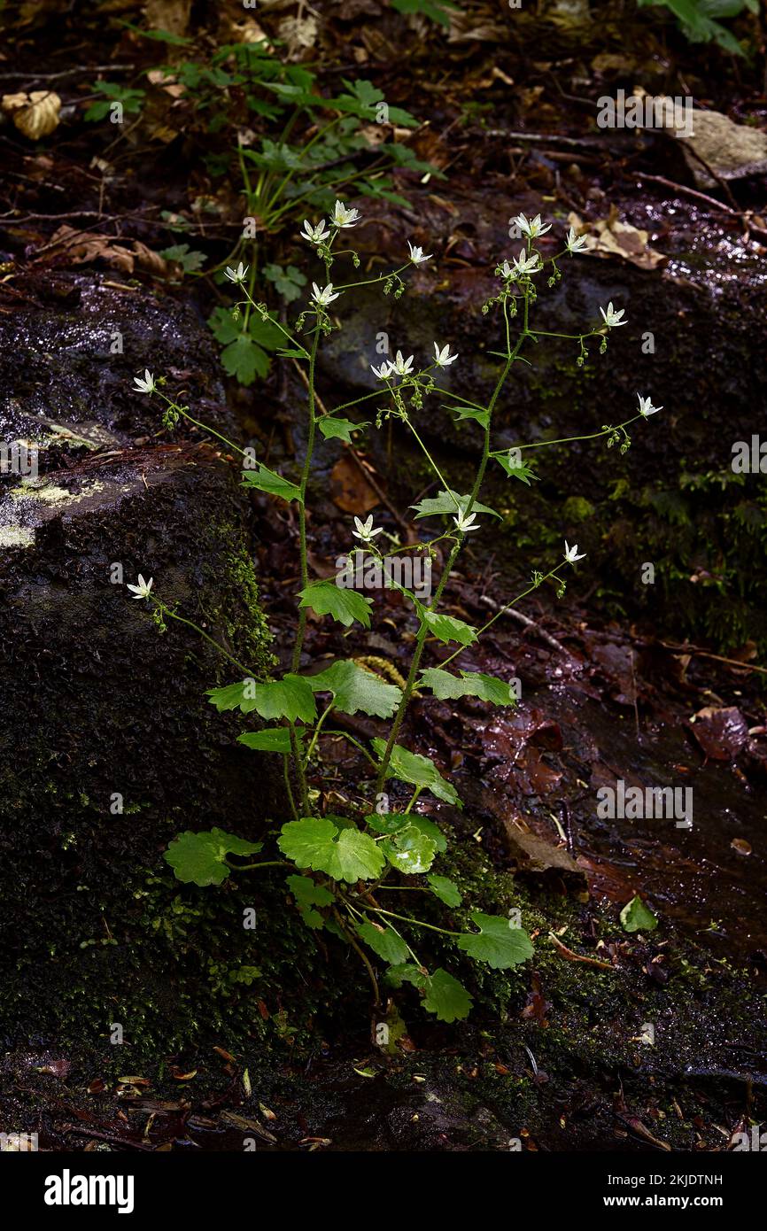 Round-leved saxifrage (Saxifraga rotundifolia). Saxifragaceae ...