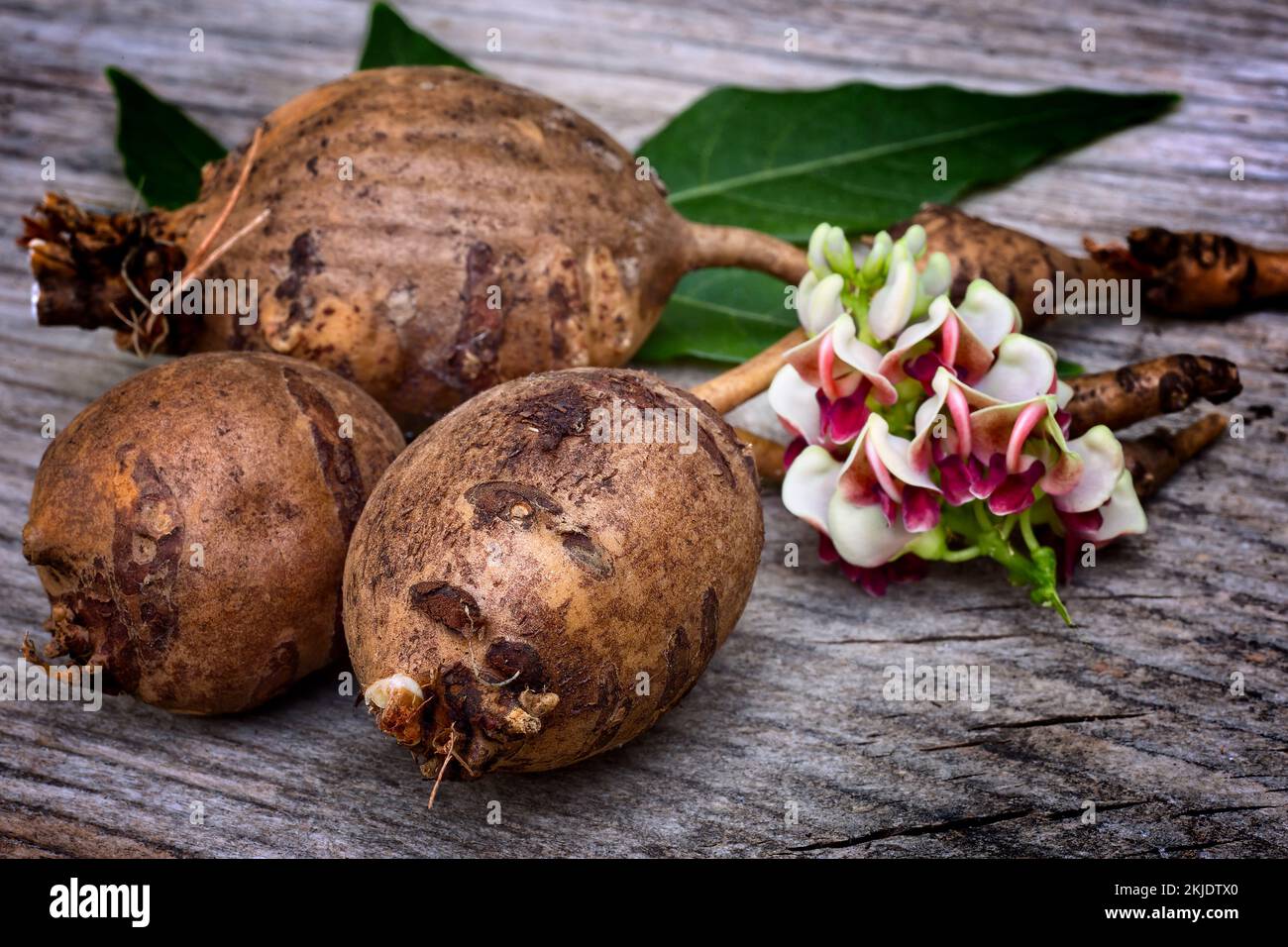 American groundnut (Apios americana). Flowers and roots. food plant of North America Stock Photo ...