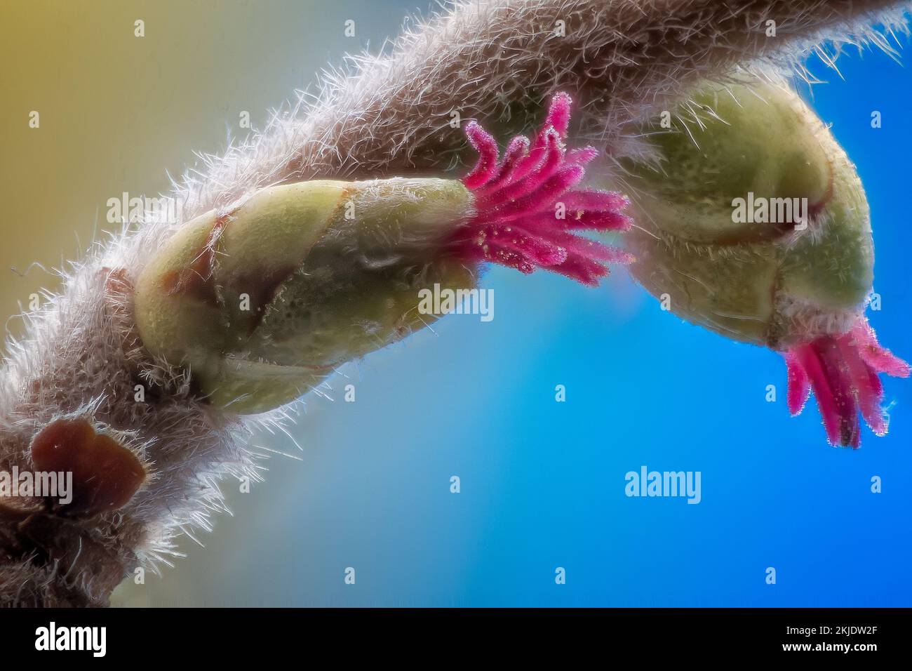 Common hazel (Corylus avellana). Betulaceae. Female flowers. Deciduous ...