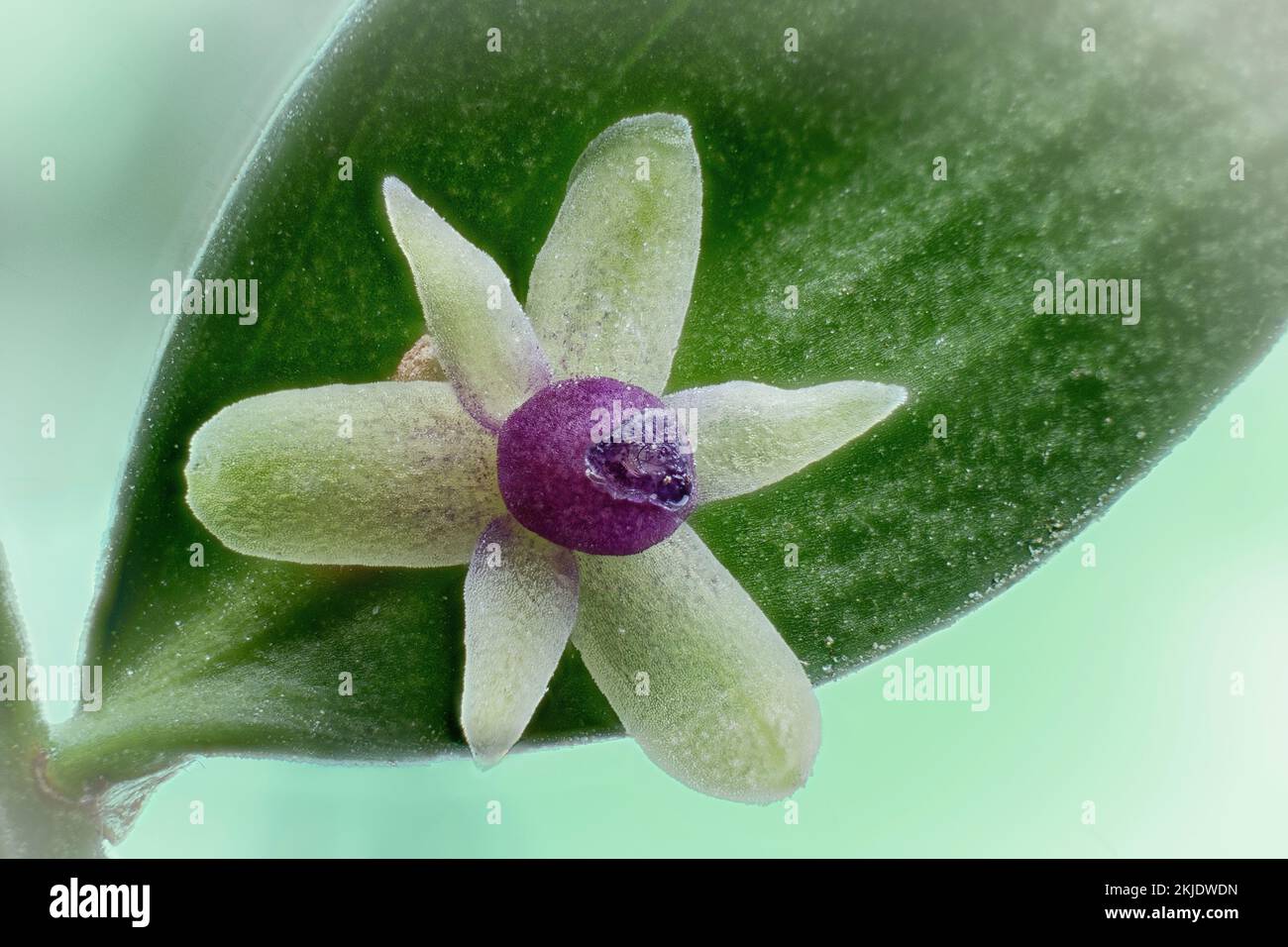 Butcher's-broom (Ruscus aculeatus). Asparagaceae. Evergreen shrub. wild ...