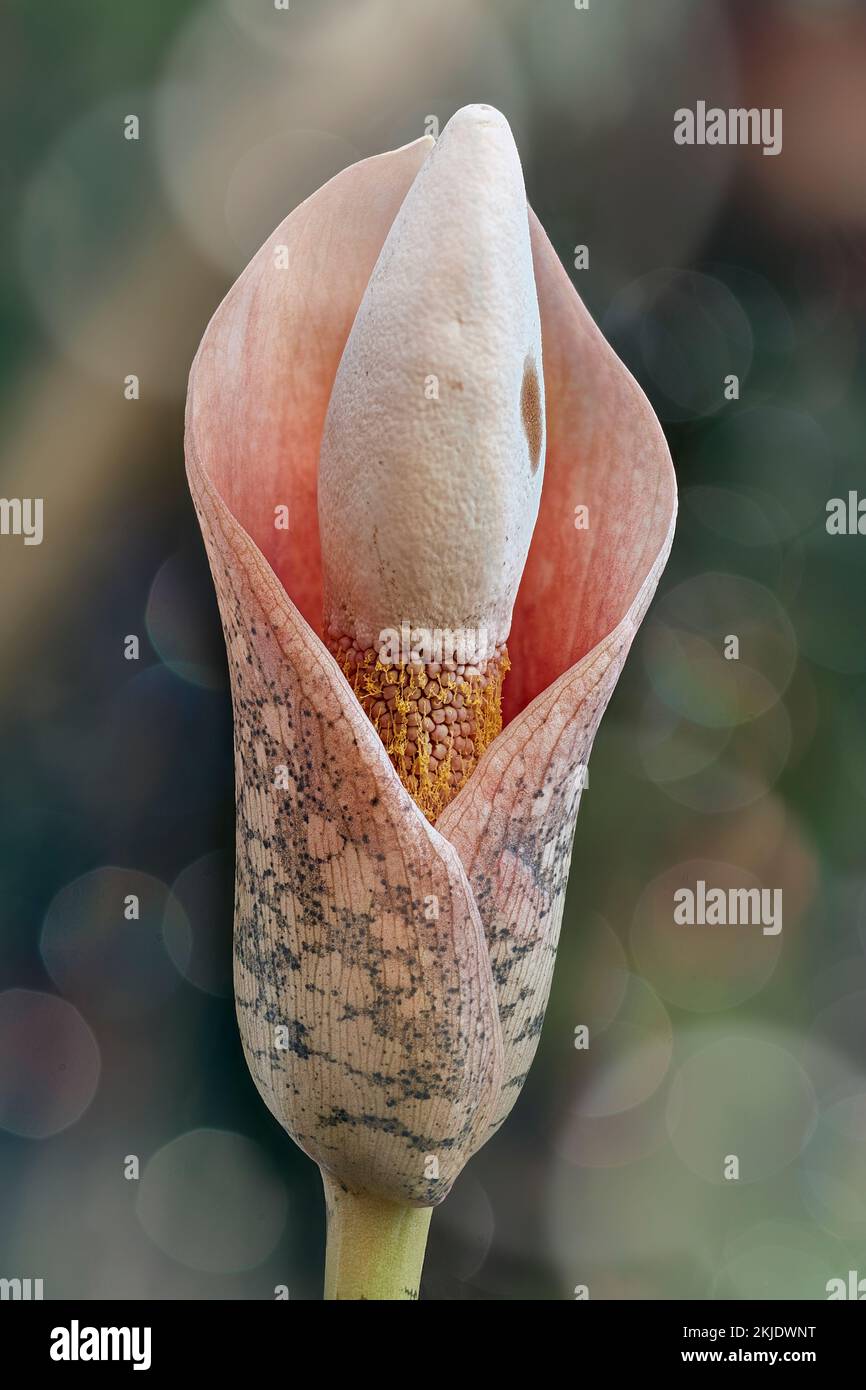 Amorphophallus bulbifer, Araceae. bulbous prenne herb. Unusual ...