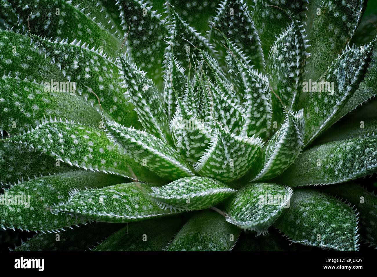 Lace aloe (Aristaloe aristata, Havorthia). Asphodelaceae. Succulent ...