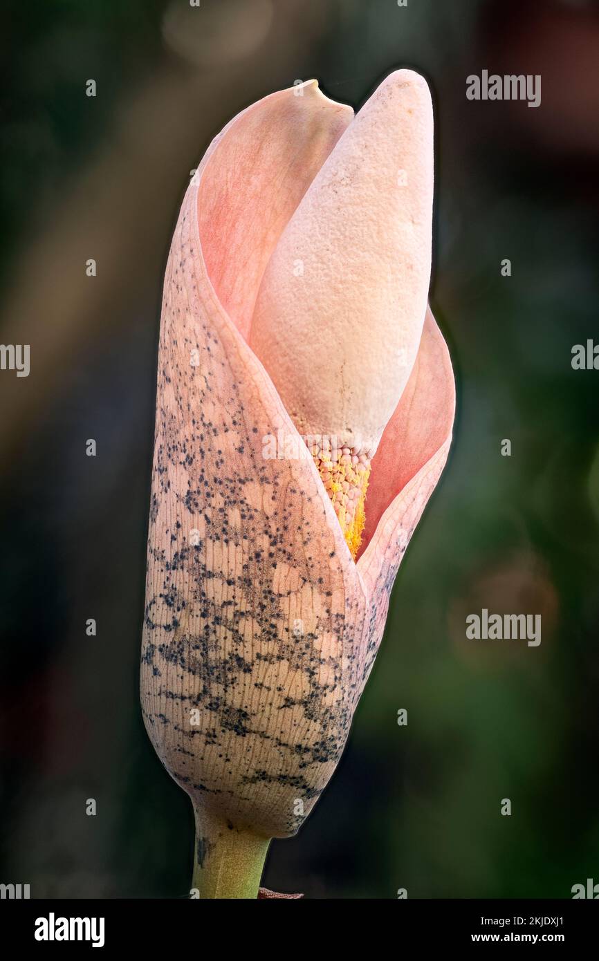 Amorphophallus bulbifer, Araceae. bulbous prenne herb. Unusual ...