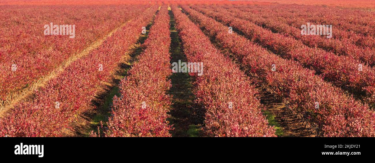 Fall Colors of straight Rows of Blueberry Plants in Farmer Fields in ...