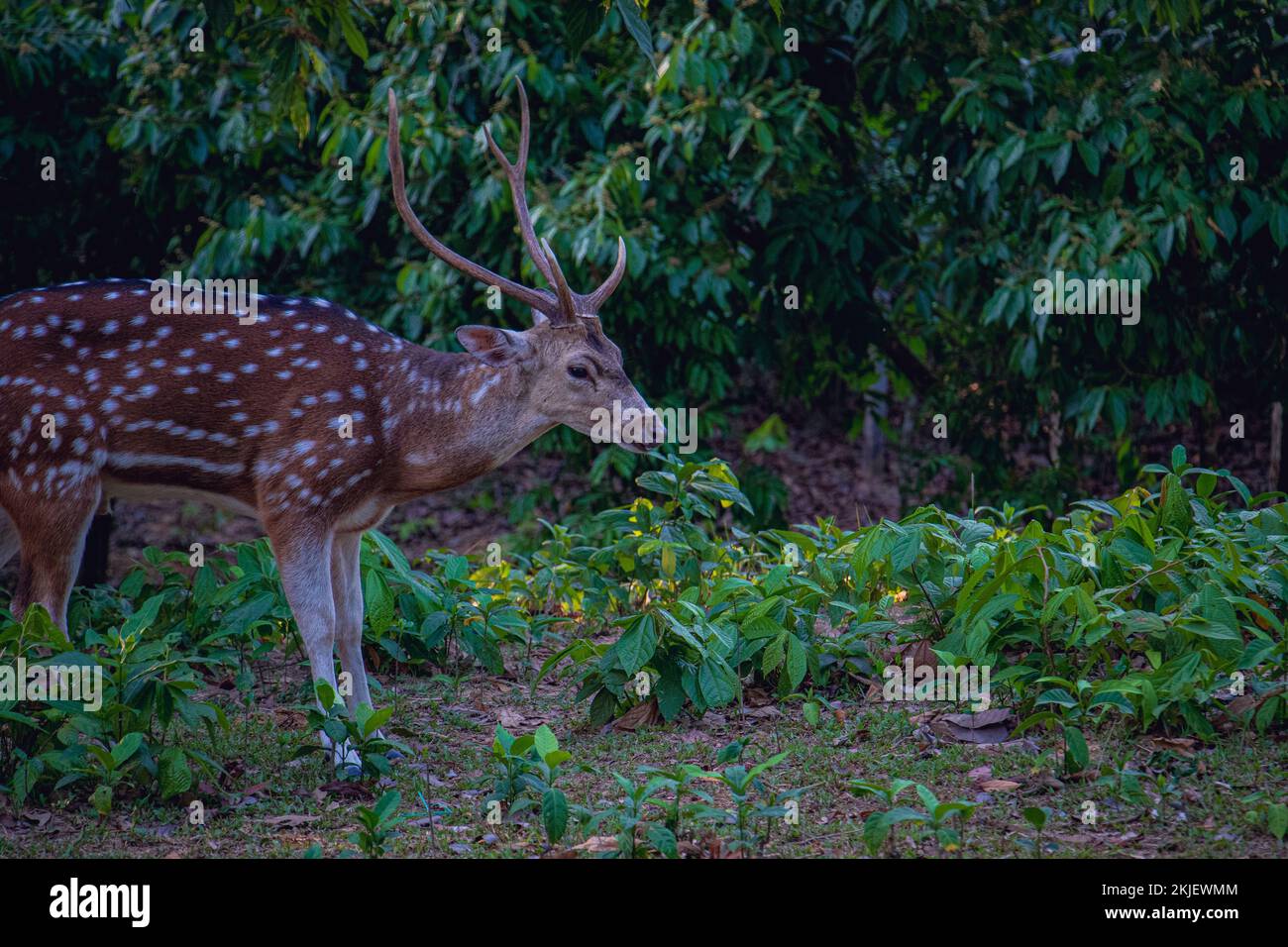 Chital or Cheetal also known as Spotted Deer or Axis Deer in a safari ...
