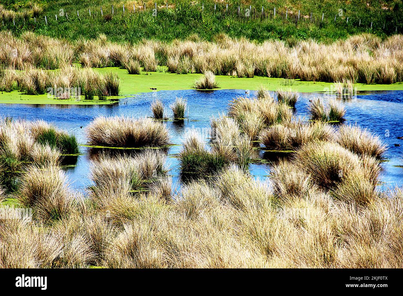 Moa swamp hi-res stock photography and images - Alamy