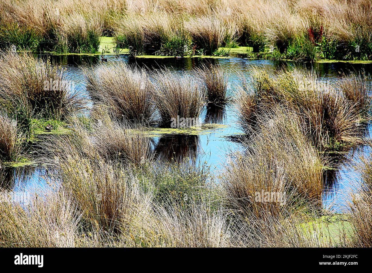Moa swamp hi-res stock photography and images - Alamy