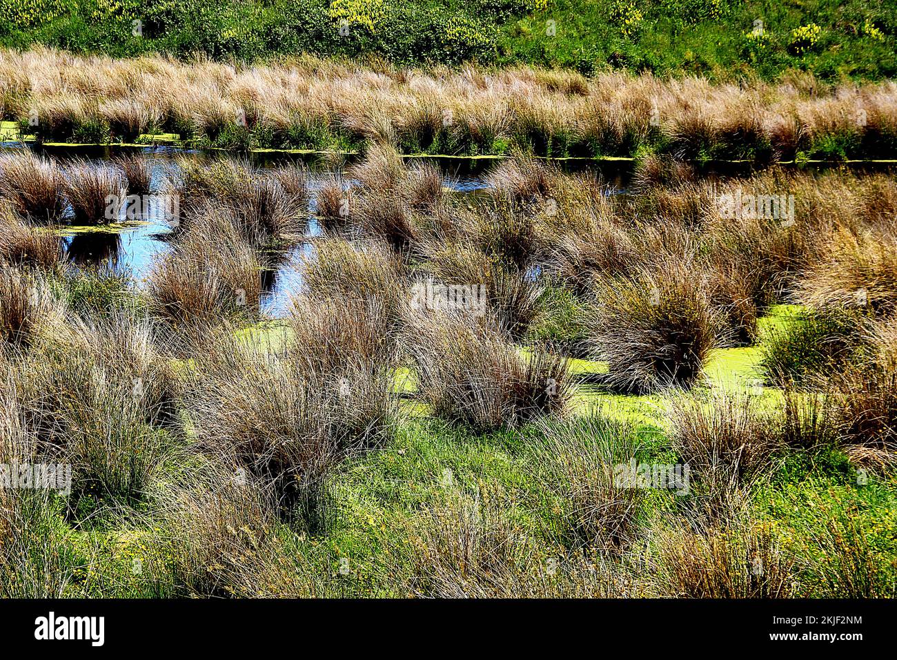 Moa swamp hi-res stock photography and images - Alamy